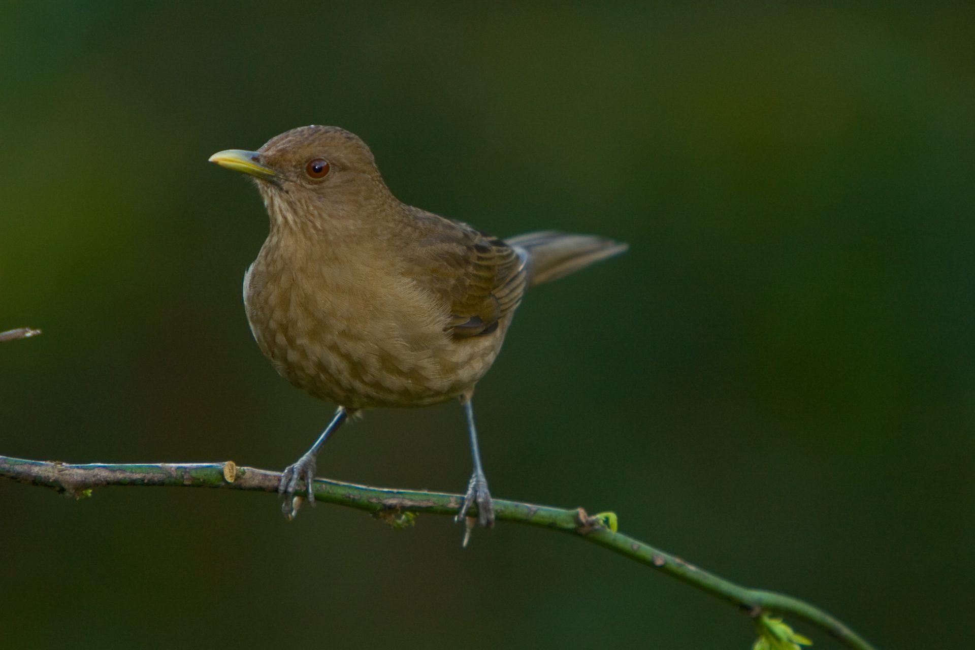 Yigüirro, the national bird of Costa Rica - El Colectivo 506